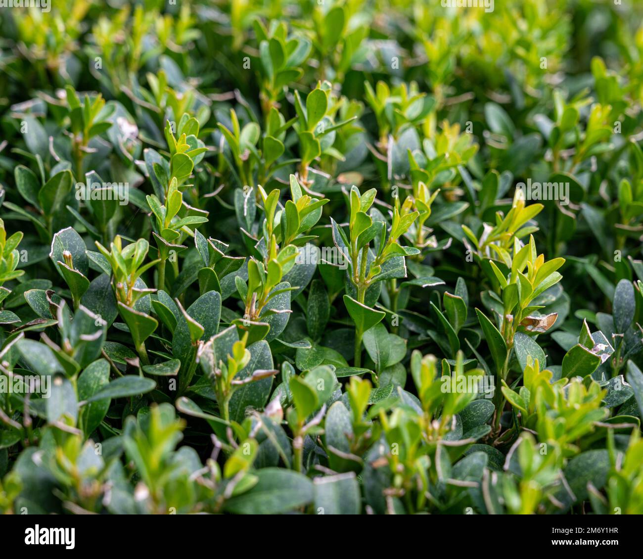 texture close-up of a cut boxwood. green texture Stock Photo - Alamy