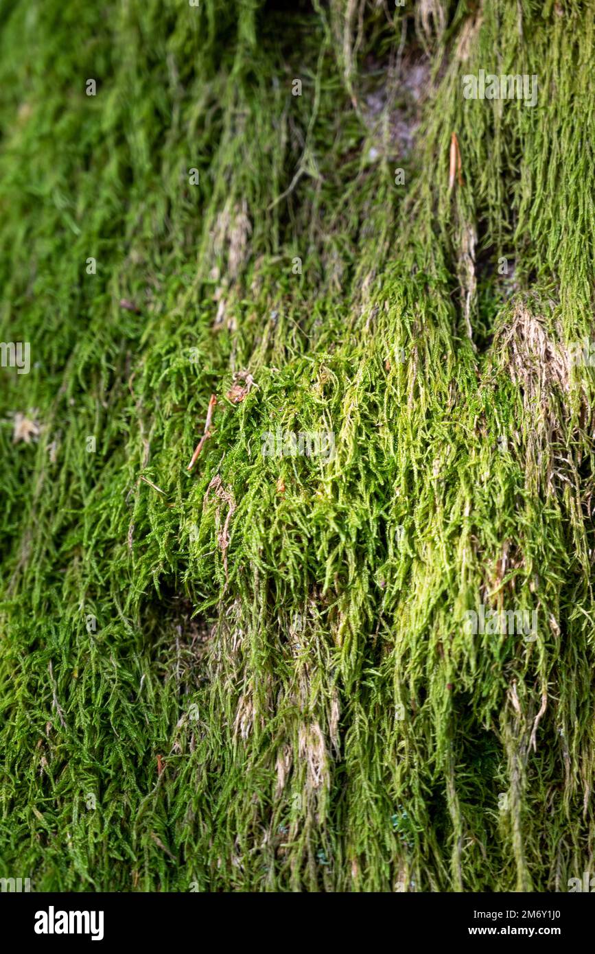 tree trunk covered with moss, moss texture macro view in nature for ...