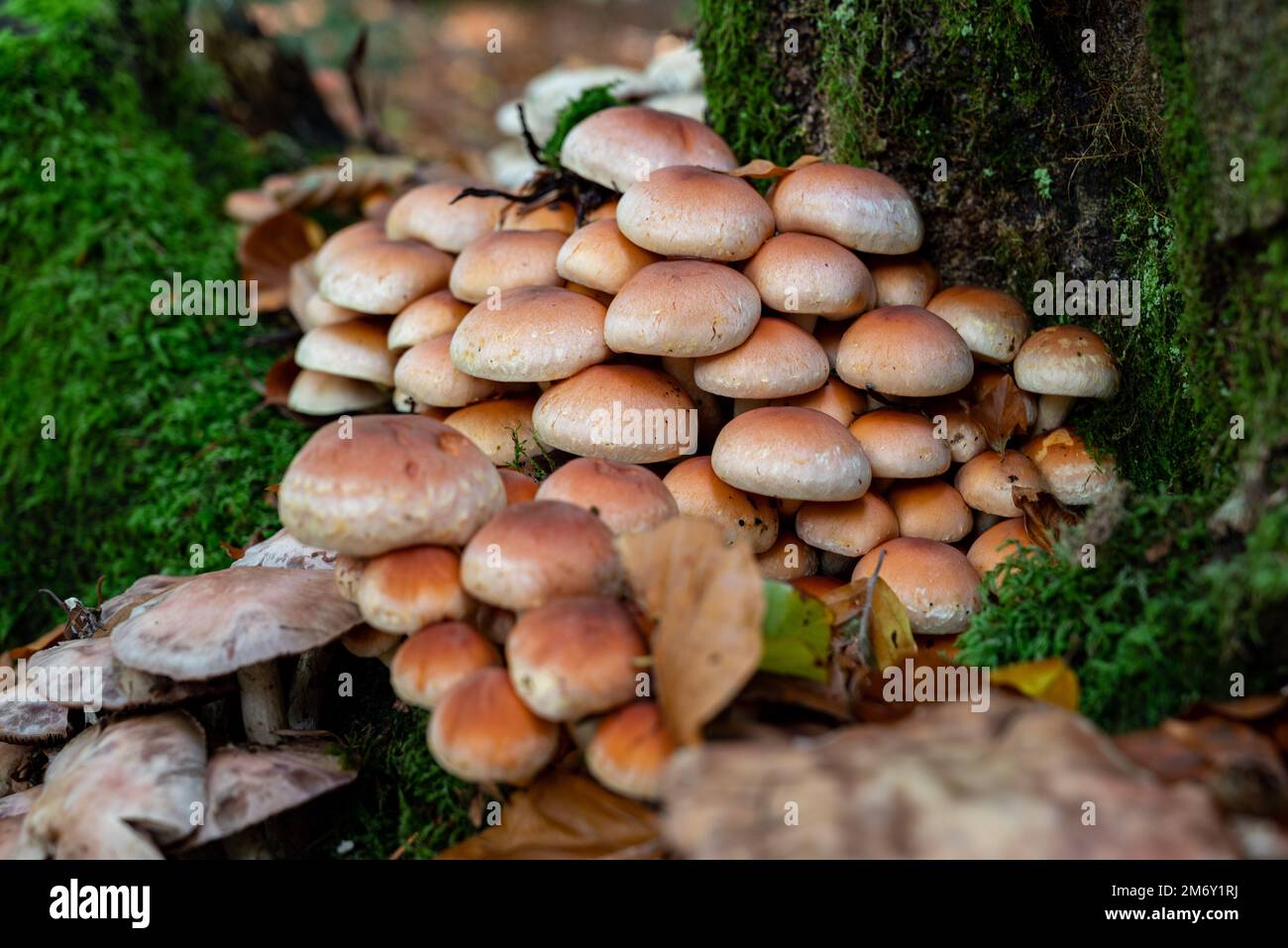 cluster of brown mushrooms in a forest. Tufted Hypholomea (Hypholoma ...