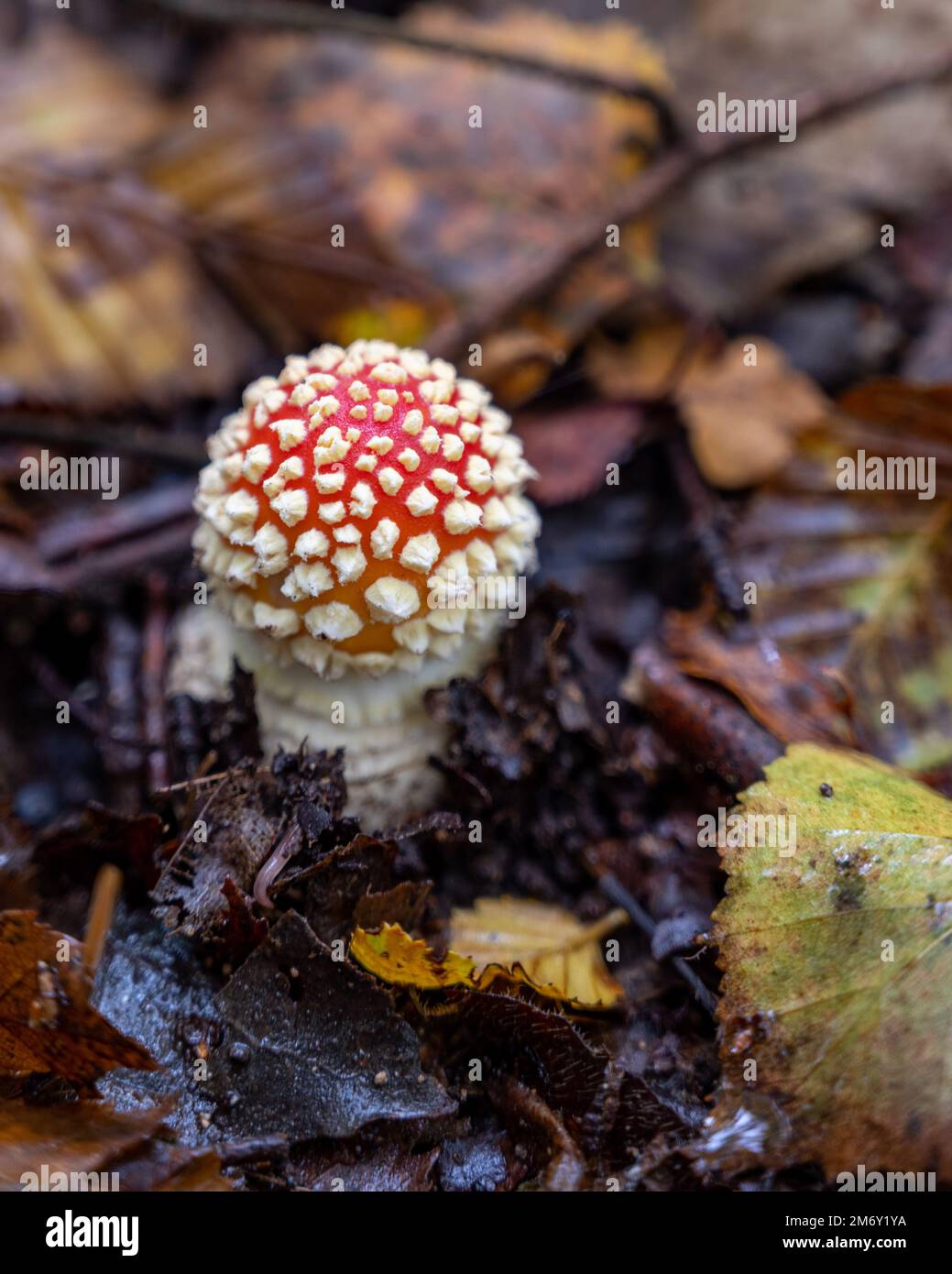 Amanita muscaria (Amanite tue-mouches or fausse oronge) Dangerous ...