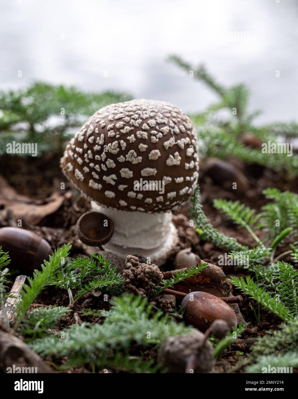 Amanita pantherina (Amanite panthère). mushroom white and brown Stock ...