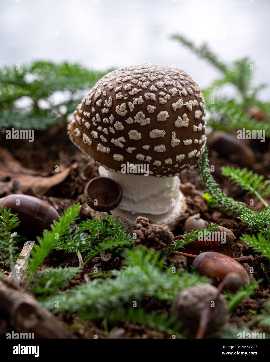 Panther cap mushroom amanita pantherina hi-res stock photography and ...