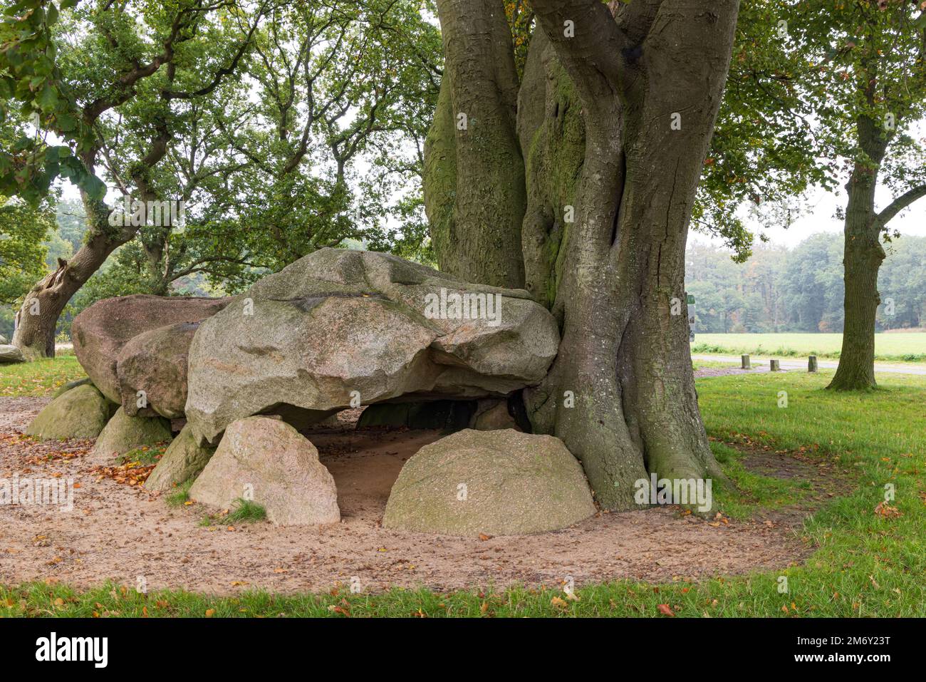 Pair of dolmen D21 and D22 overgrown by big tree in autumn setting in ...