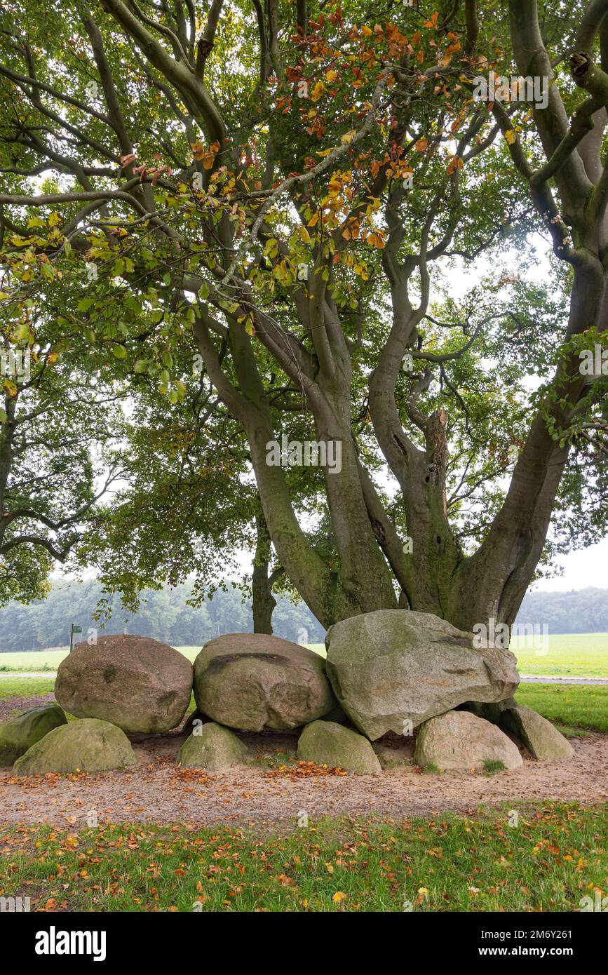 Pair of dolmen D21 and D22 overgrown by big tree in autumn setting in ...