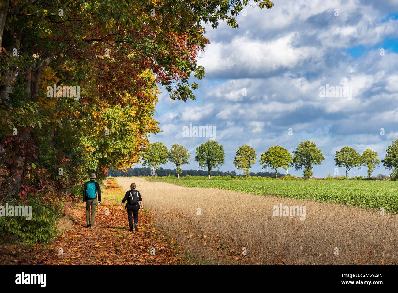 Sunny autumn landscape in Borger Odoorn region in Drenthe in The ...