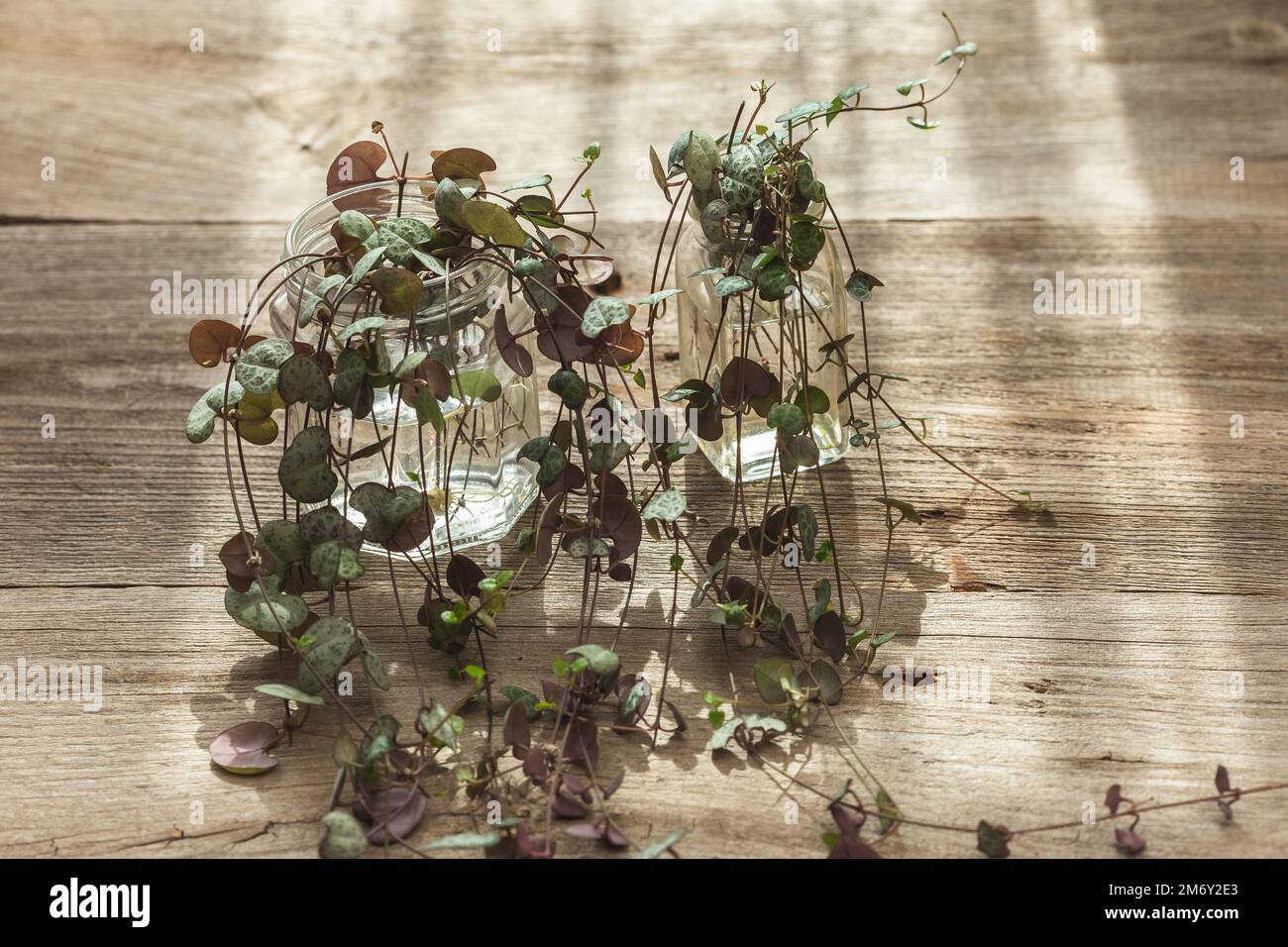 Ceropegia Woodii houseplant Propagation in water. String of Hearts ...