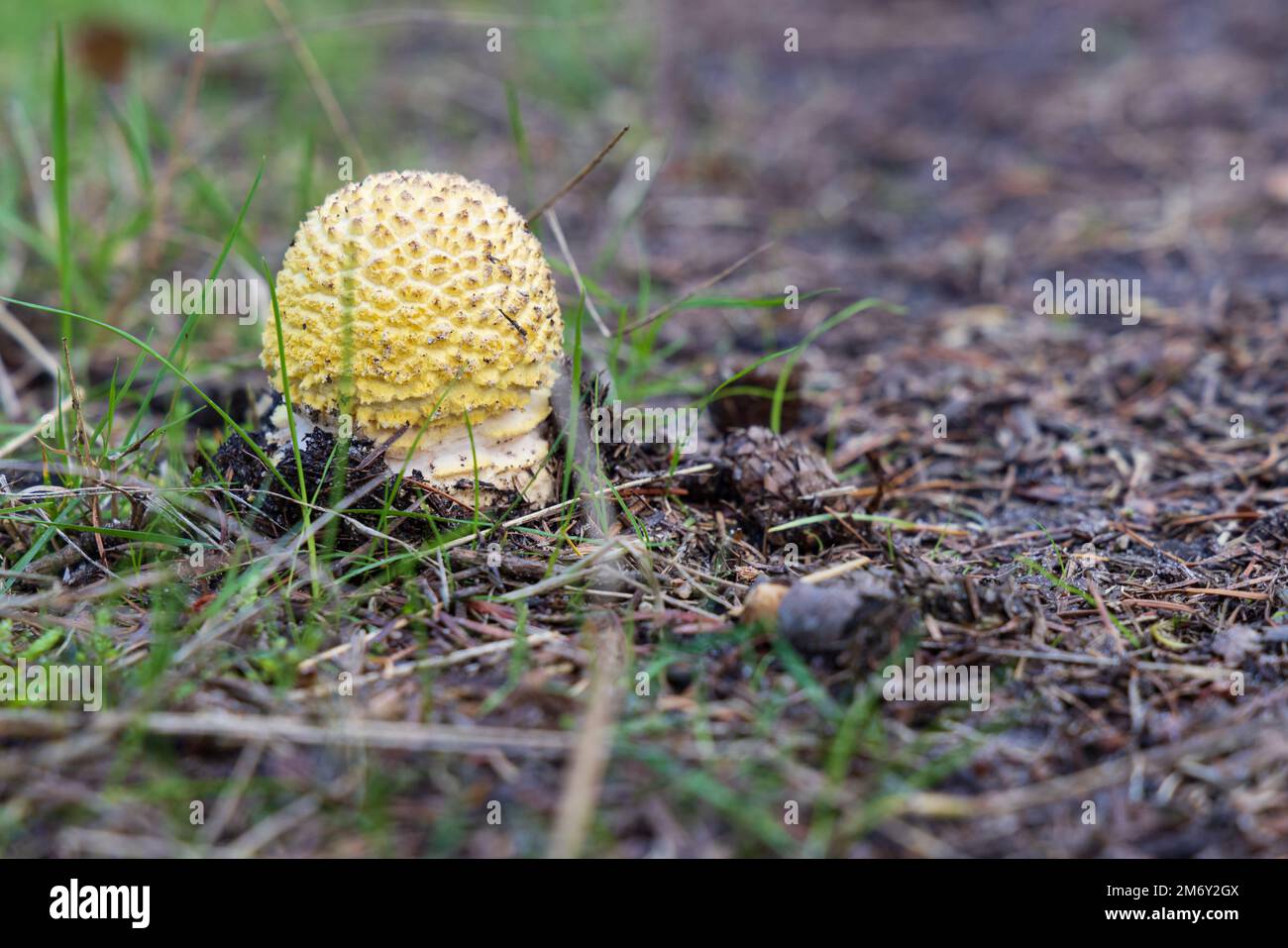 Funghi closeup of fresh young yellow Amanita popping out of the soil in ...