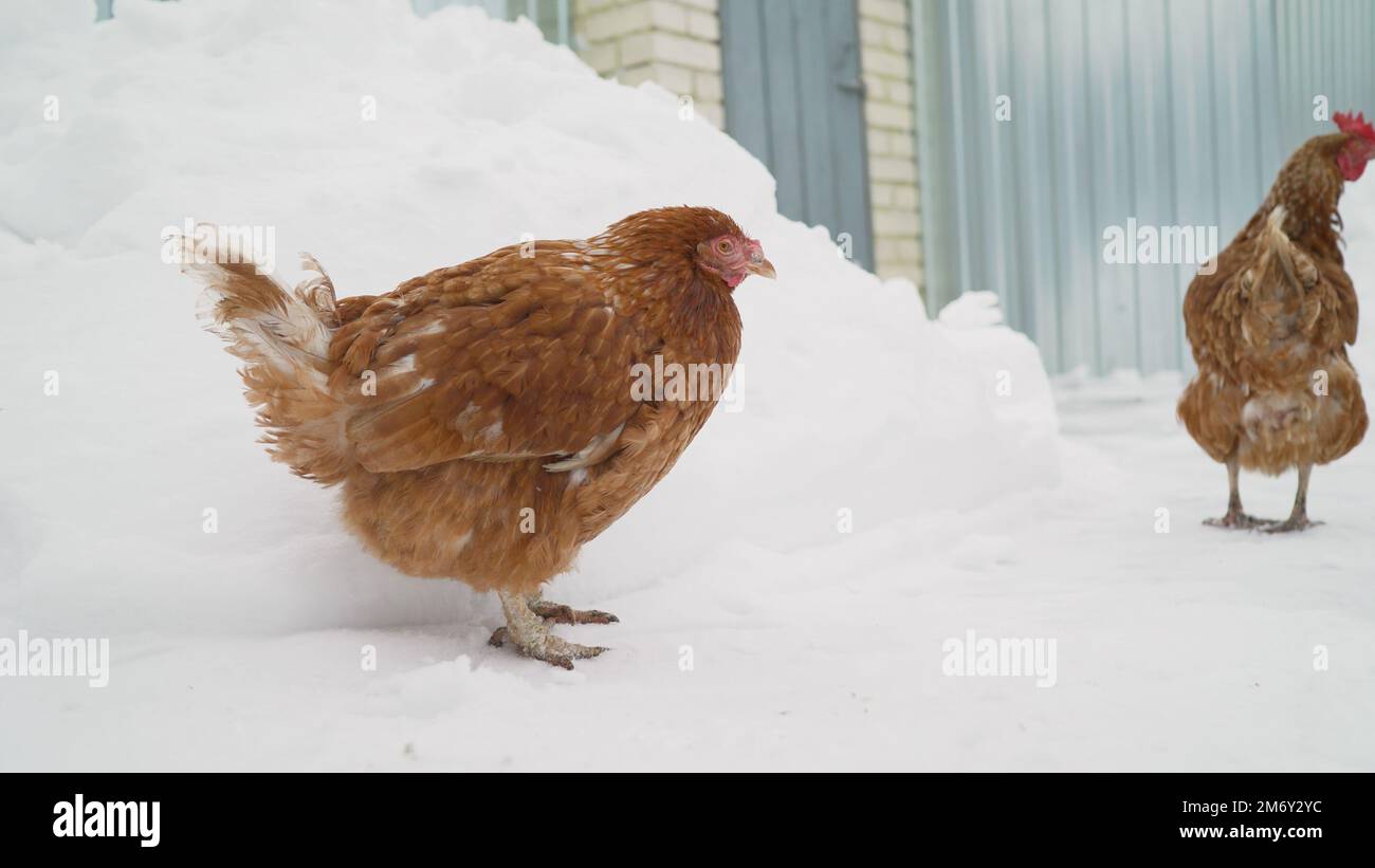 Frozen chicken yard hi-res stock photography and images - Alamy