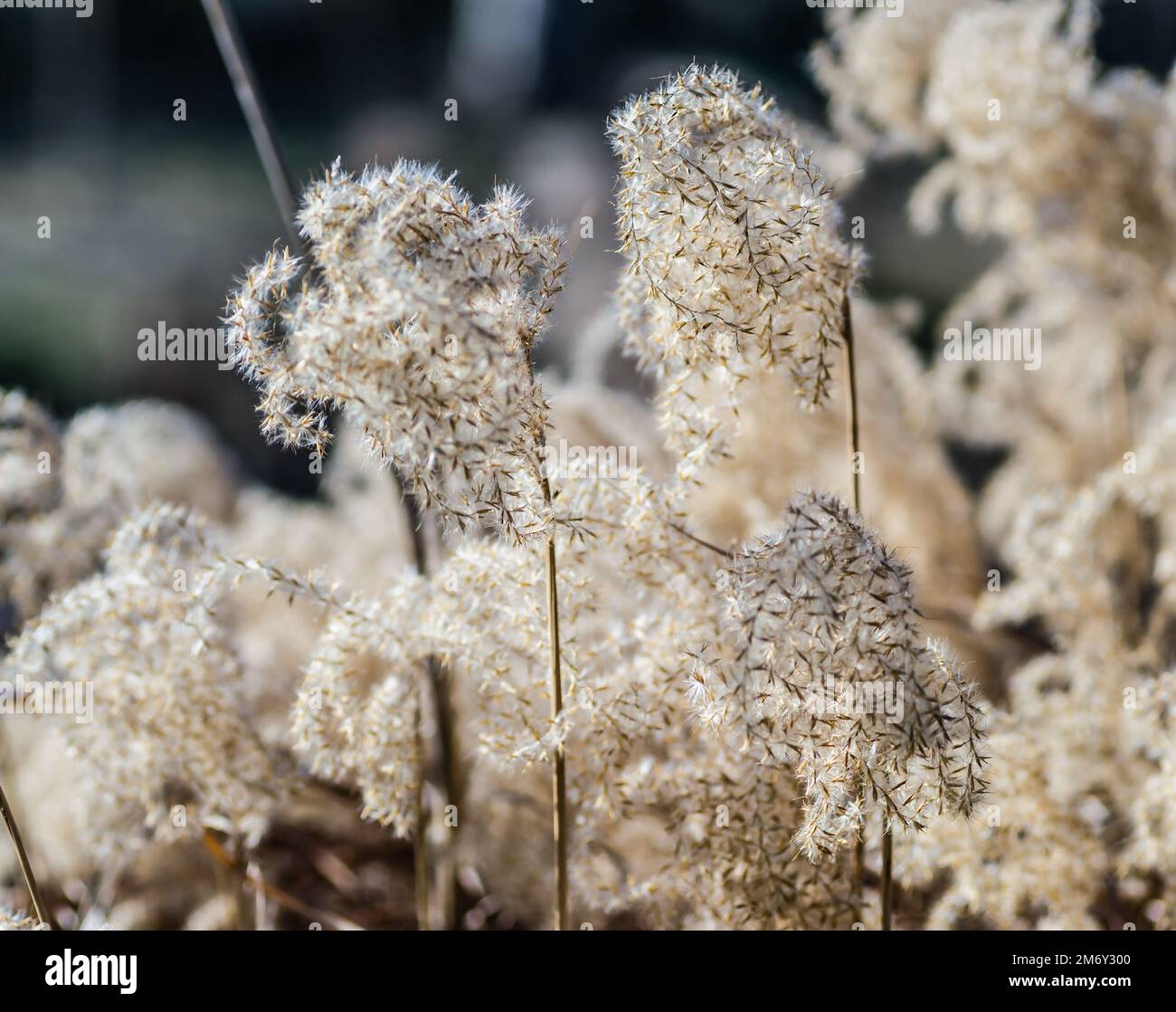 The tops of the stems of the dried plant cane. Yellow stalks of dried ...