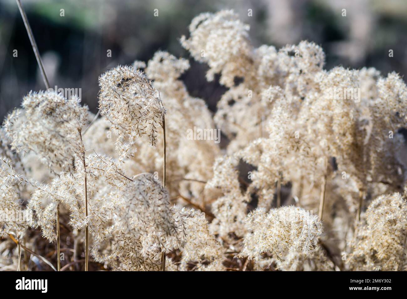 The tops of the stems of the dried plant cane. Yellow stalks of dried ...