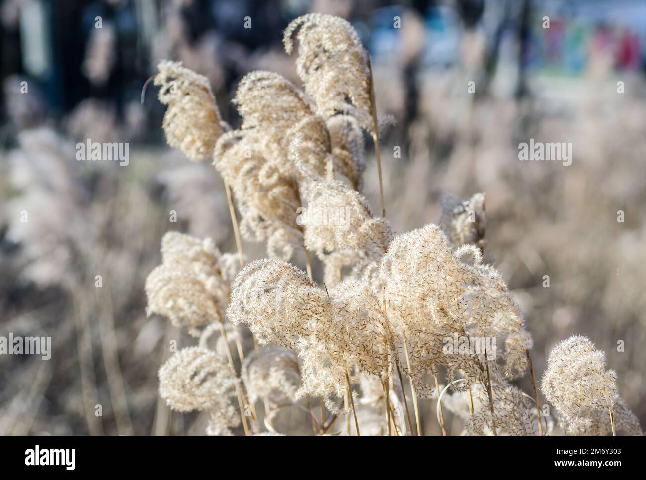 The tops of the stems of the dried plant cane. Yellow stalks of dried ...