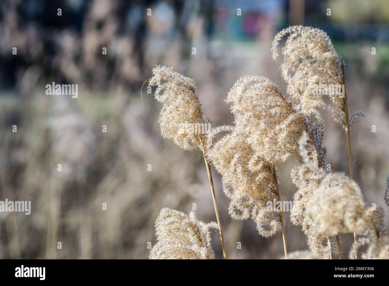 The tops of the stems of the dried plant cane. Yellow stalks of dried ...