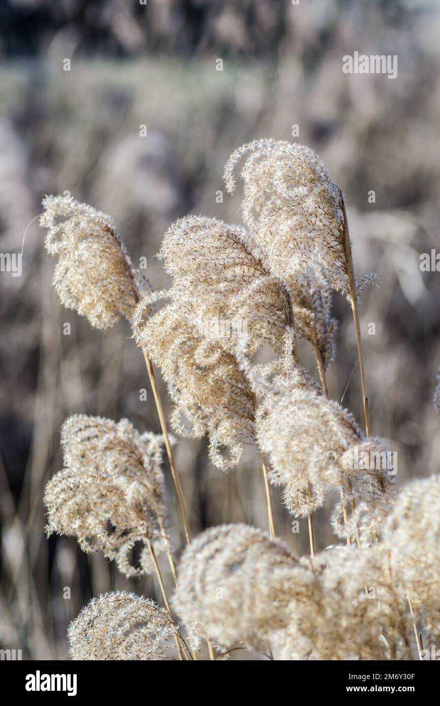 The tops of the stems of the dried plant cane. Yellow stalks of dried ...