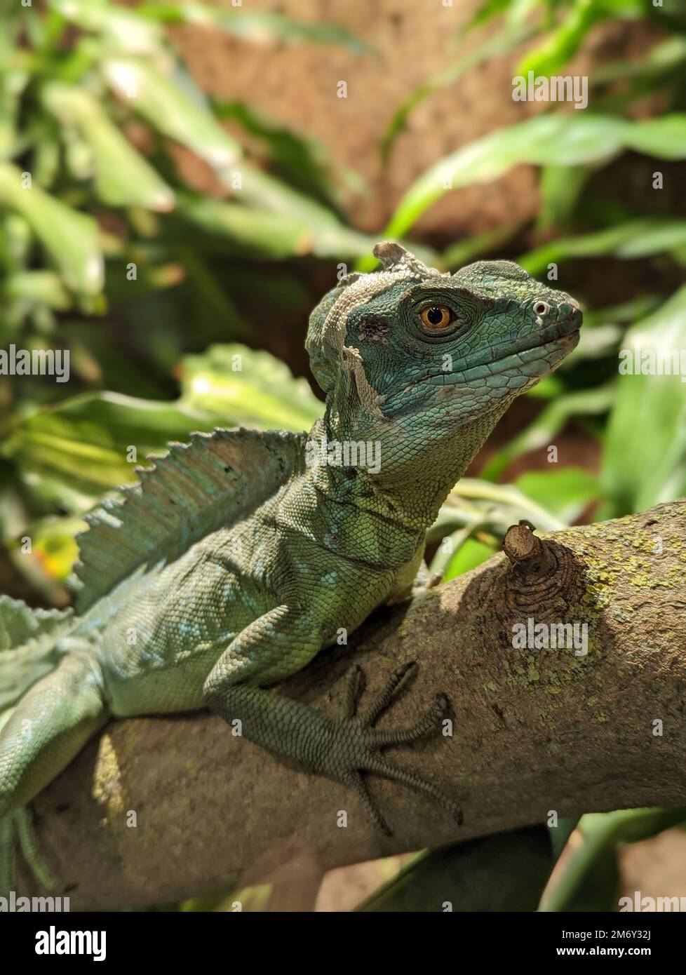 A vertical shot of a plumed basilisk on a branch Stock Photo - Alamy