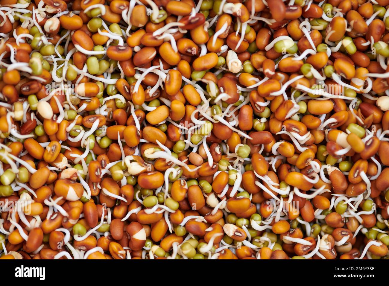 Mixed sprouts of red cowpea and green mung beans for healthy vegetarian ...