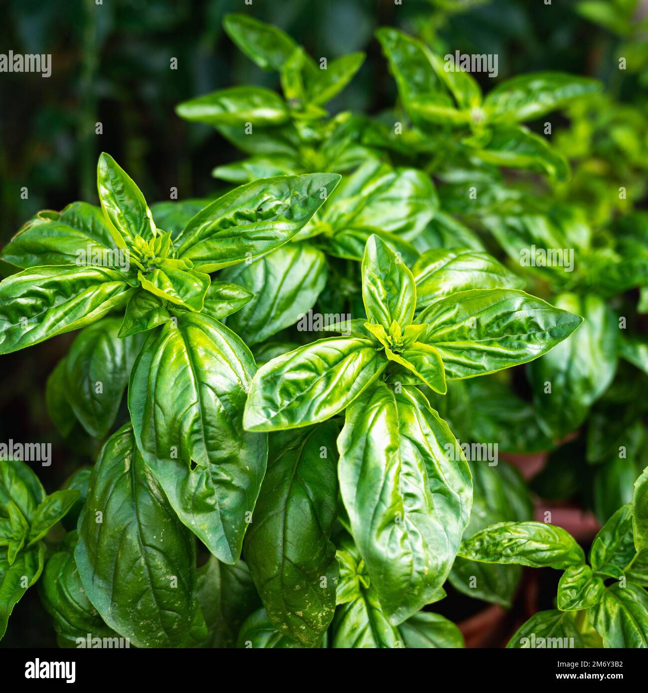 close-up photograph of several basil leaves.Green Basil Fresh Spice Leaves,close-up,isolated ...
