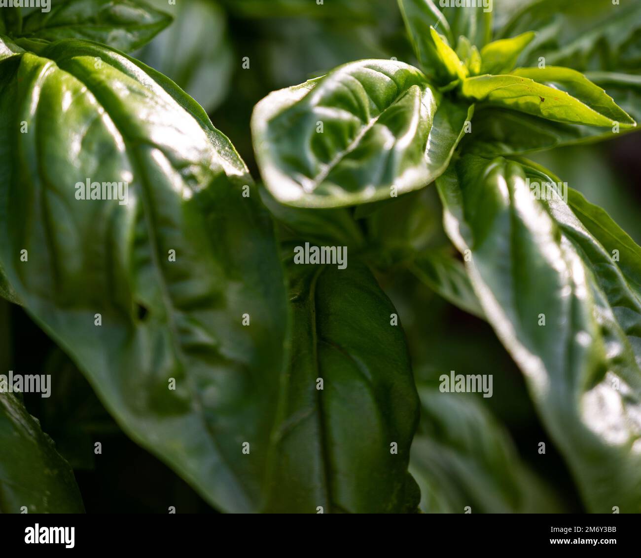 close-up photograph of several basil leaves.Green Basil Fresh Spice Leaves,close-up,isolated ...
