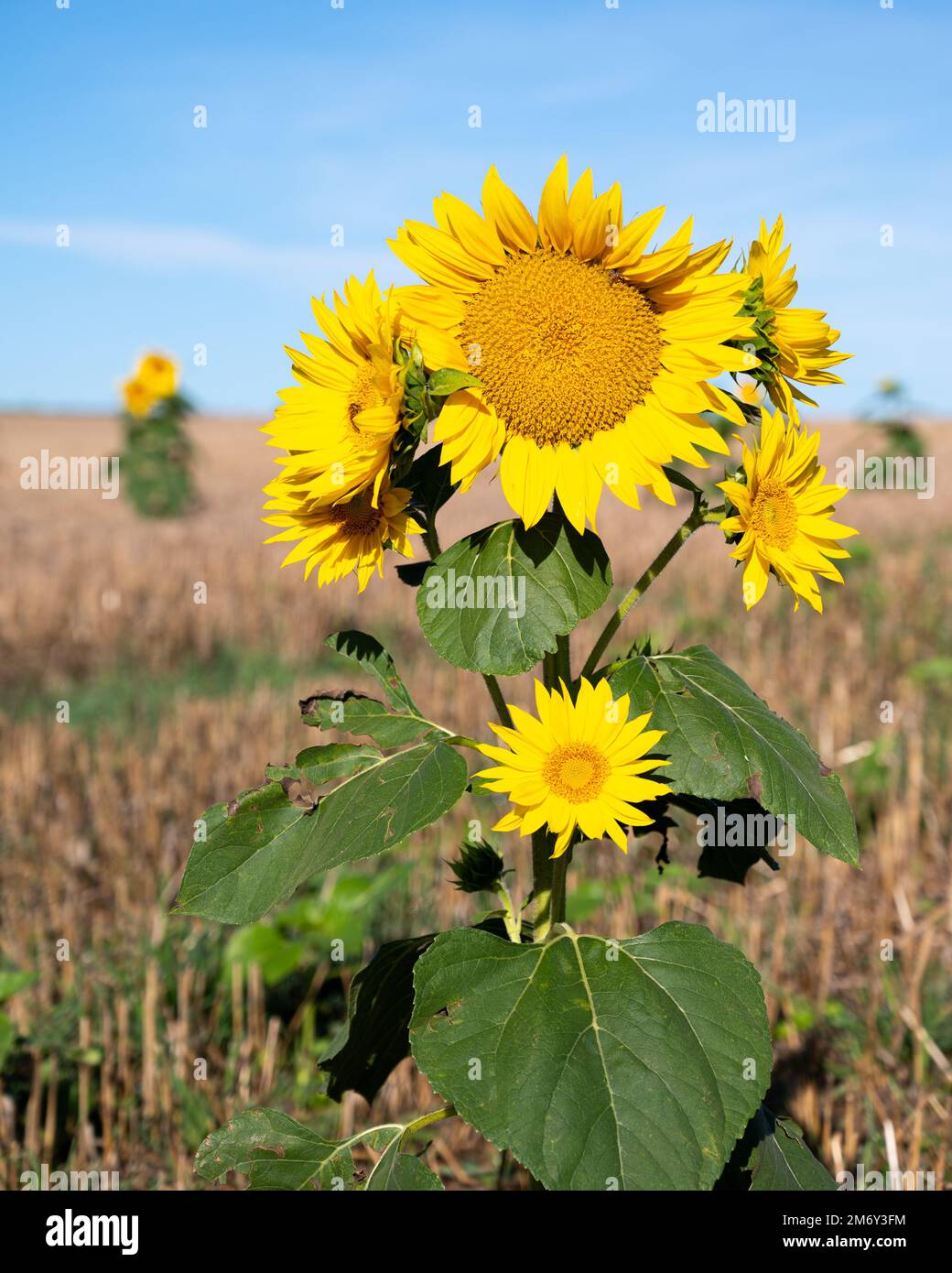 photography of sunflower in a meadow.Beautiful field with blooming ...