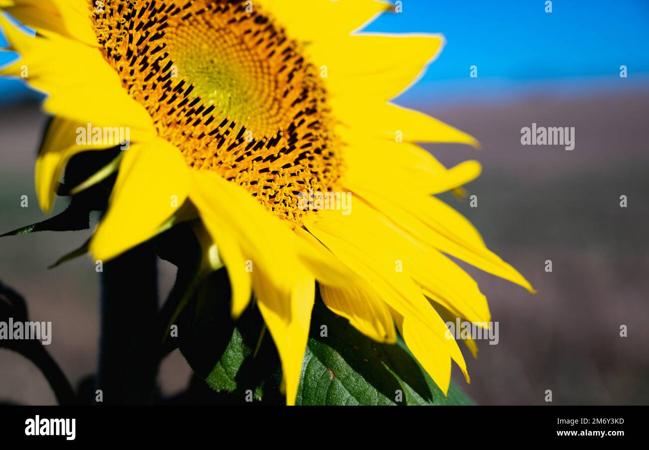 photography of sunflower in a meadow.Beautiful field with blooming ...