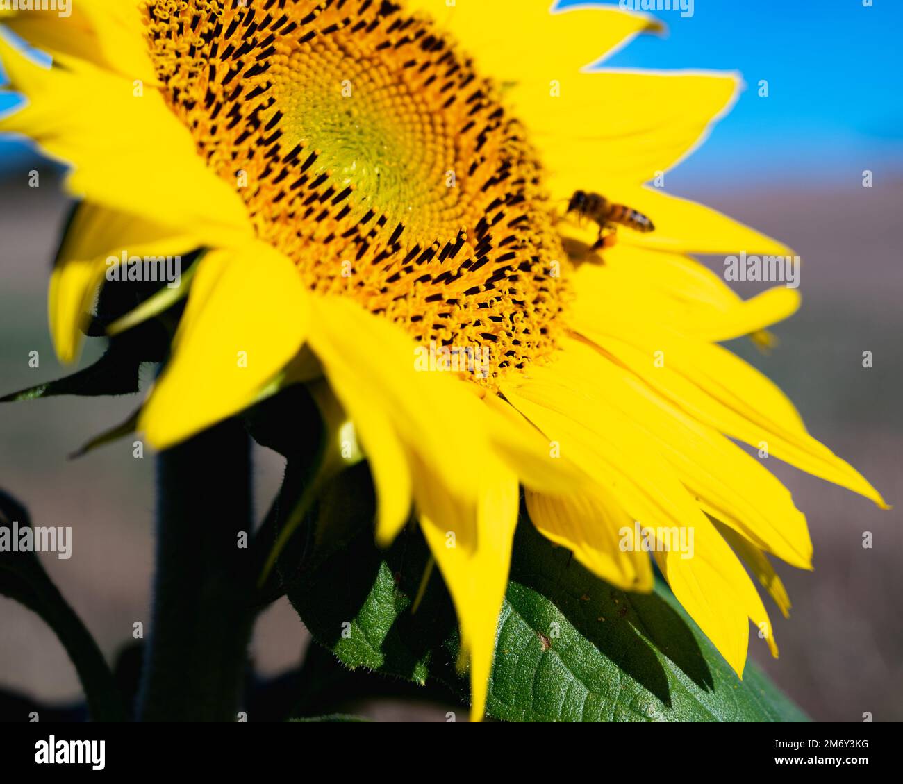photography of sunflower in a meadow.Beautiful field with blooming ...