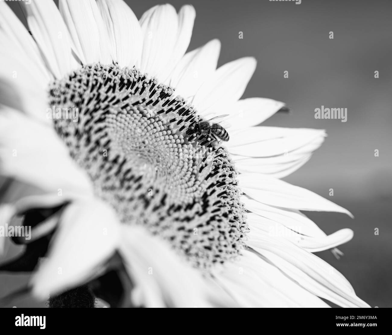 photography of sunflower in a meadow.Beautiful field with blooming ...