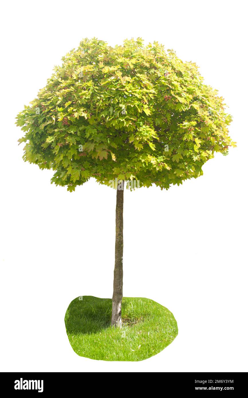 round maple tree isolated on white background Stock Photo - Alamy
