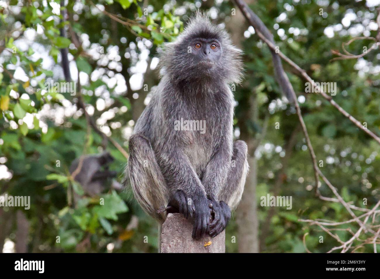 Silvered leaf monkey or silvery lutung (Trachypithecus cristatus) in ...