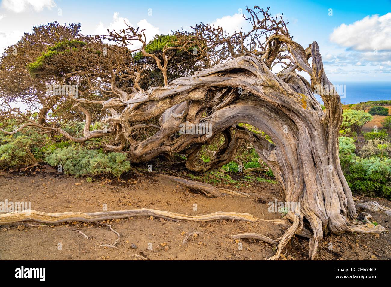 vom Wind geformter Wacholderbaum Sabina bei El Sabinar, El Hierro ...