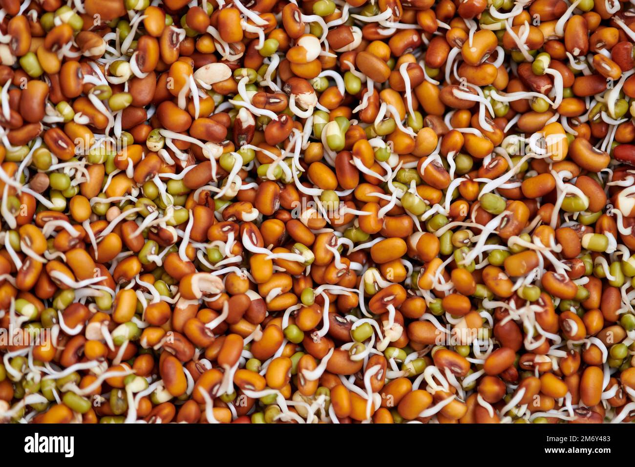 Mixed sprouts of red cowpea and green mung beans for healthy vegetarian ...