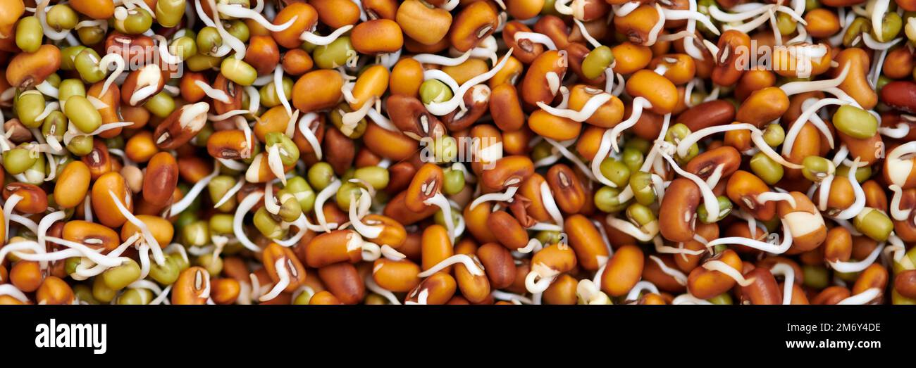 Mixed sprouts of red cowpea and green mung beans for healthy vegetarian ...