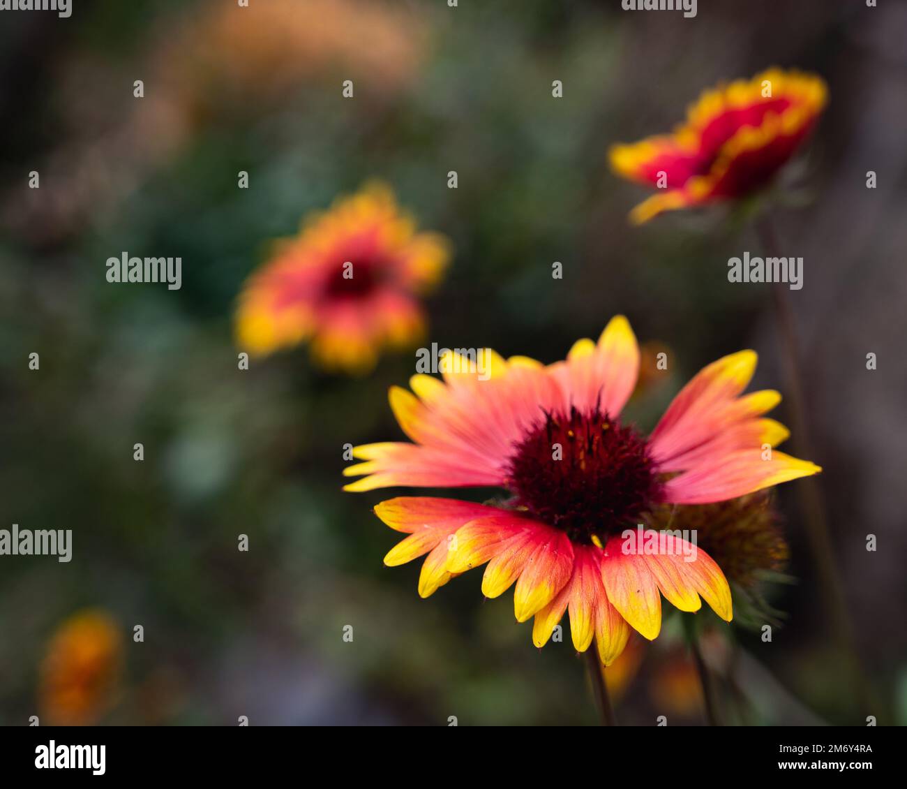 pulchella gaillardia.Perennial red and yellow flower blanket.Red and ...