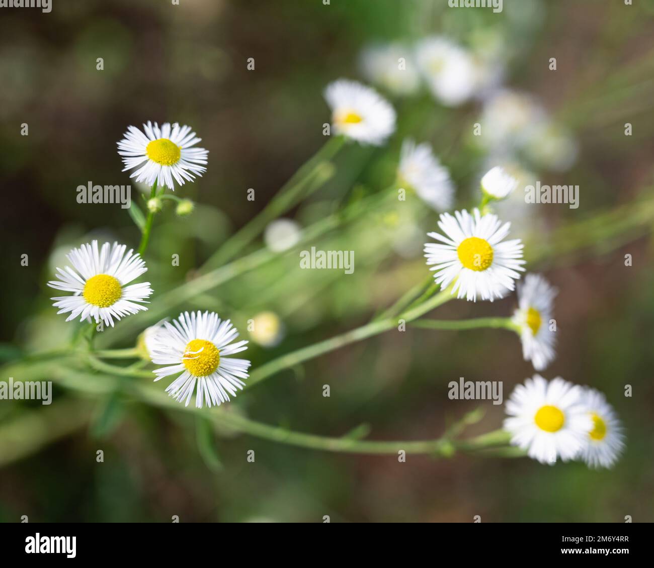 Daisy photograph hi-res stock photography and images - Alamy
