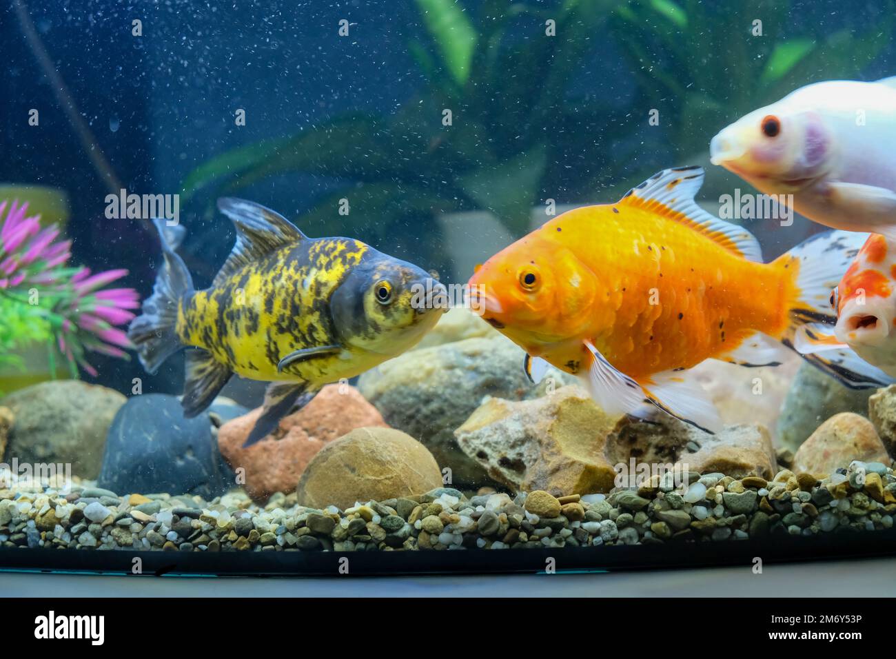 Colorful pond crucibles, aquarium swimming, fish crucian Karaś ...