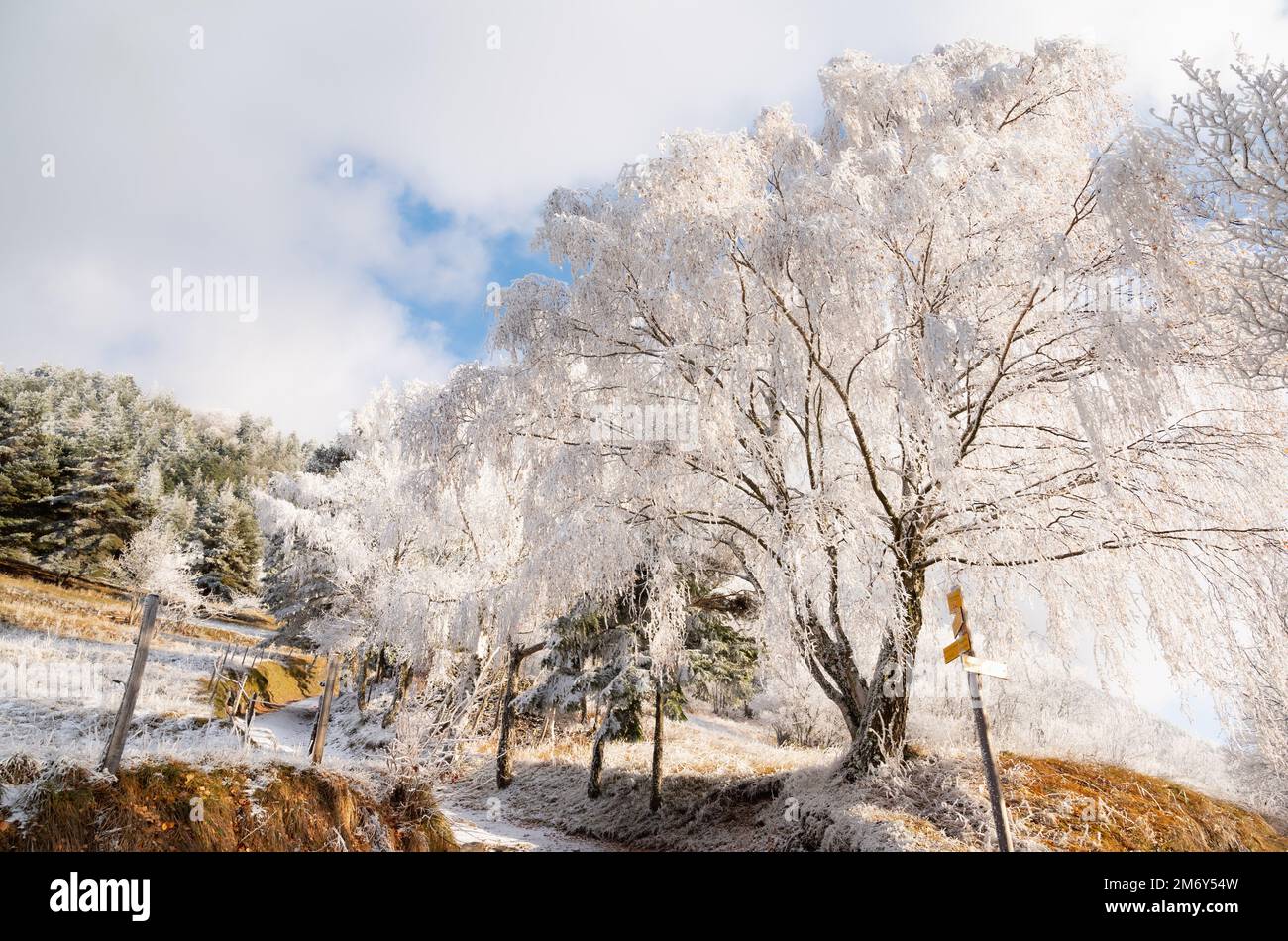 Large outdoor christmas tree hi-res stock photography and images - Alamy