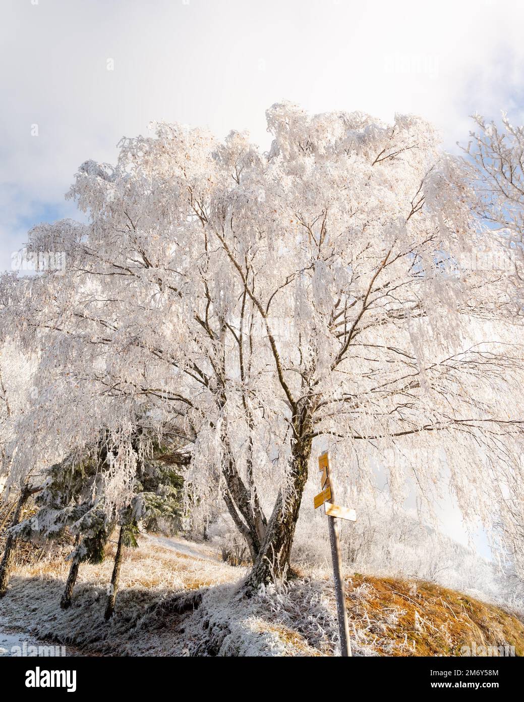 Tree in the alps hi-res stock photography and images - Alamy