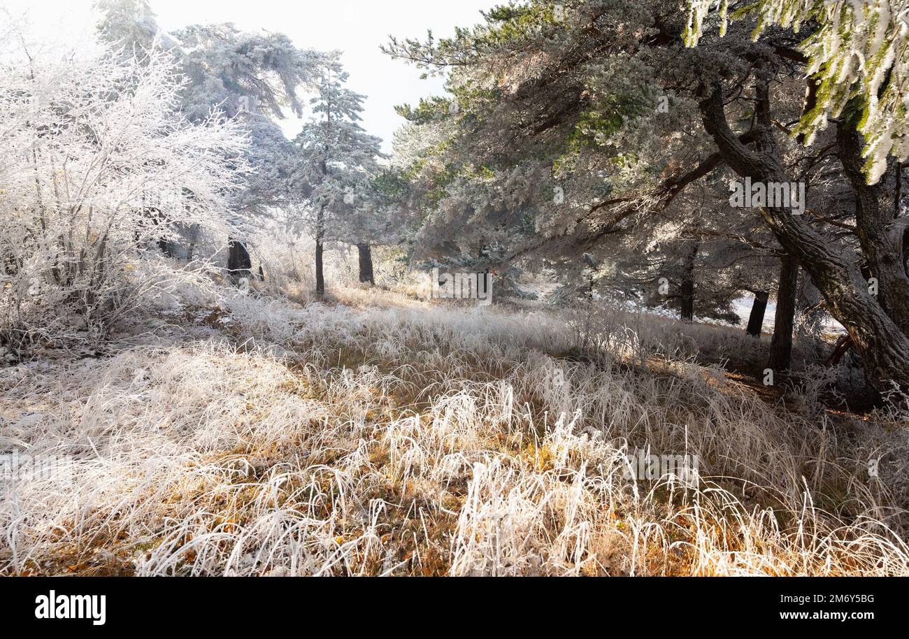 Snow that is melting in the sun. Snow that melts in the heat. Christmas ...