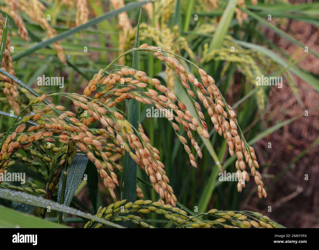 Drawing plants outside hi-res stock photography and images - Alamy
