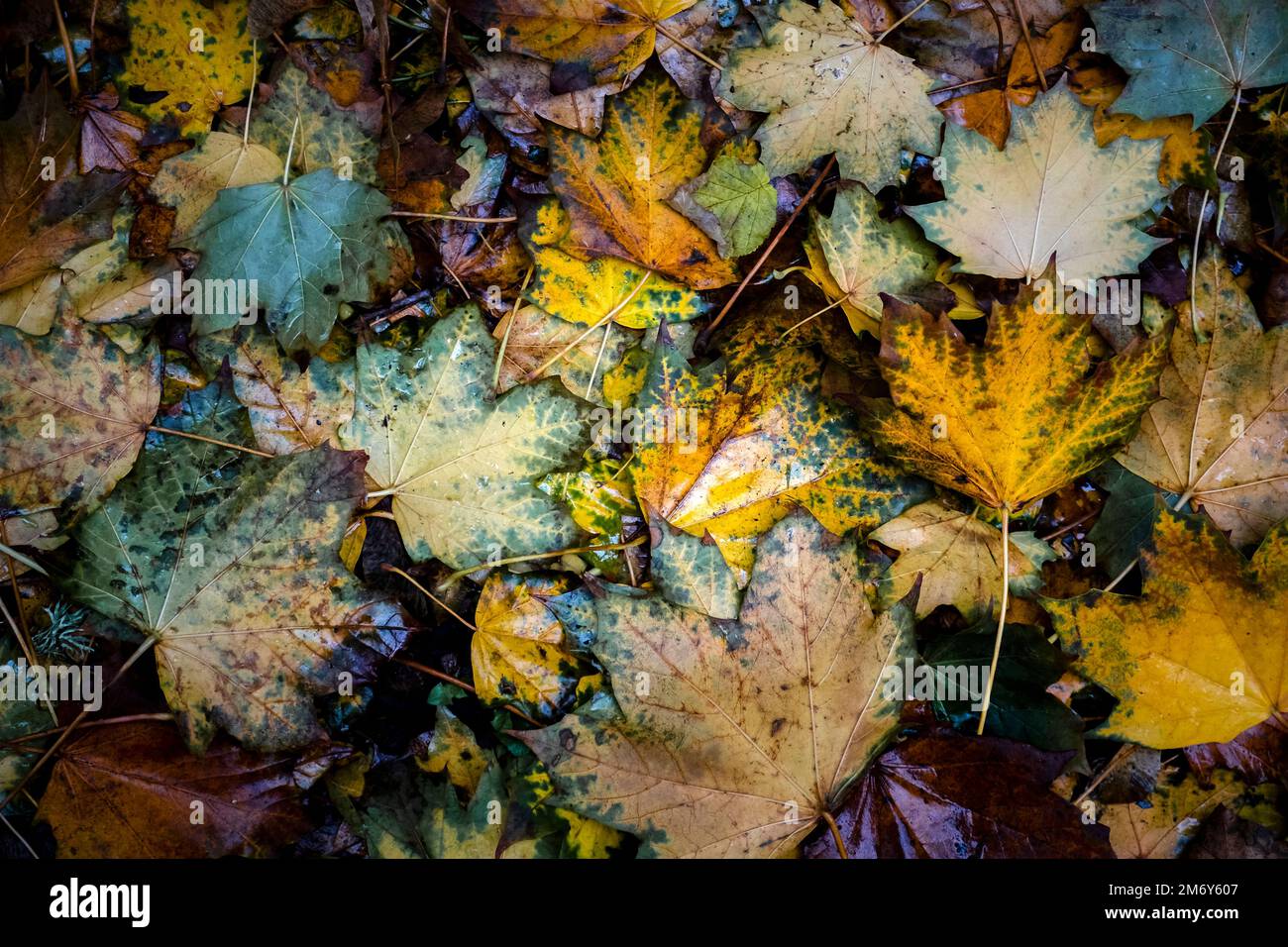 Vibrant colours of dead Autumn leaves lying on the ground in England in ...