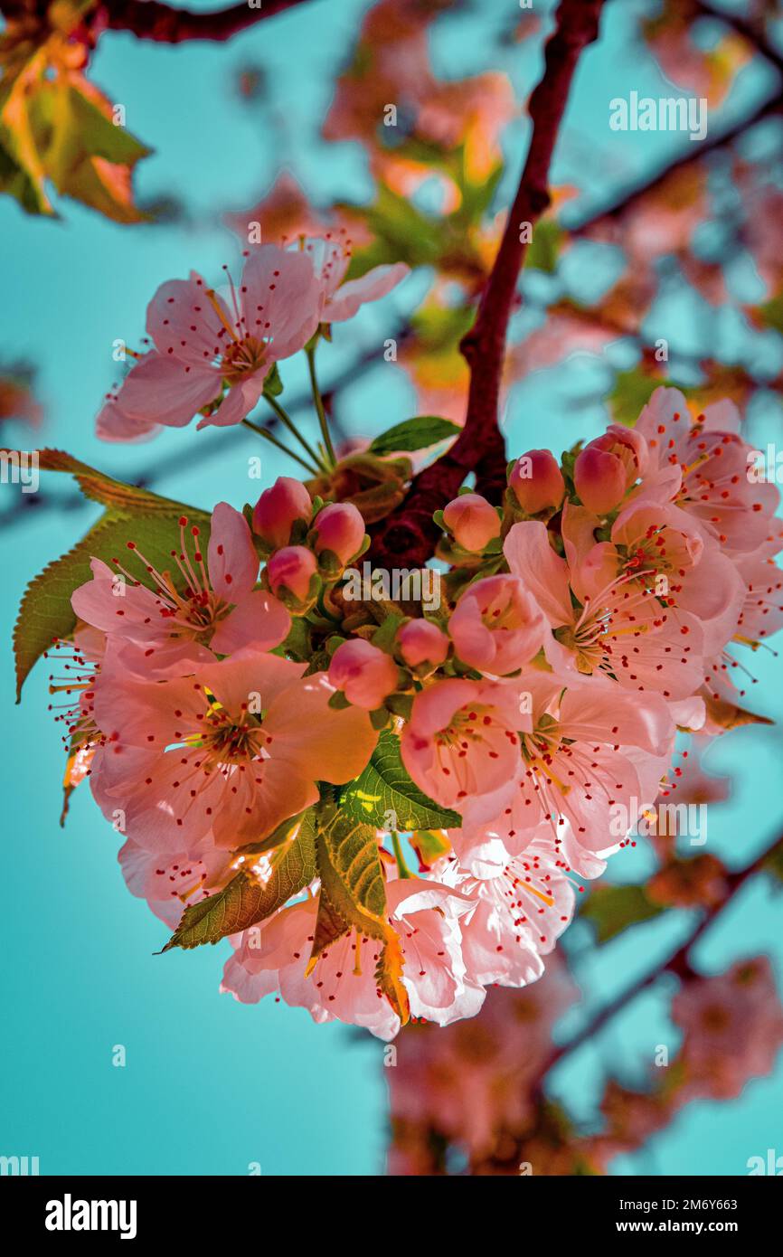 Digital Art pics Stock Photo - Alamy