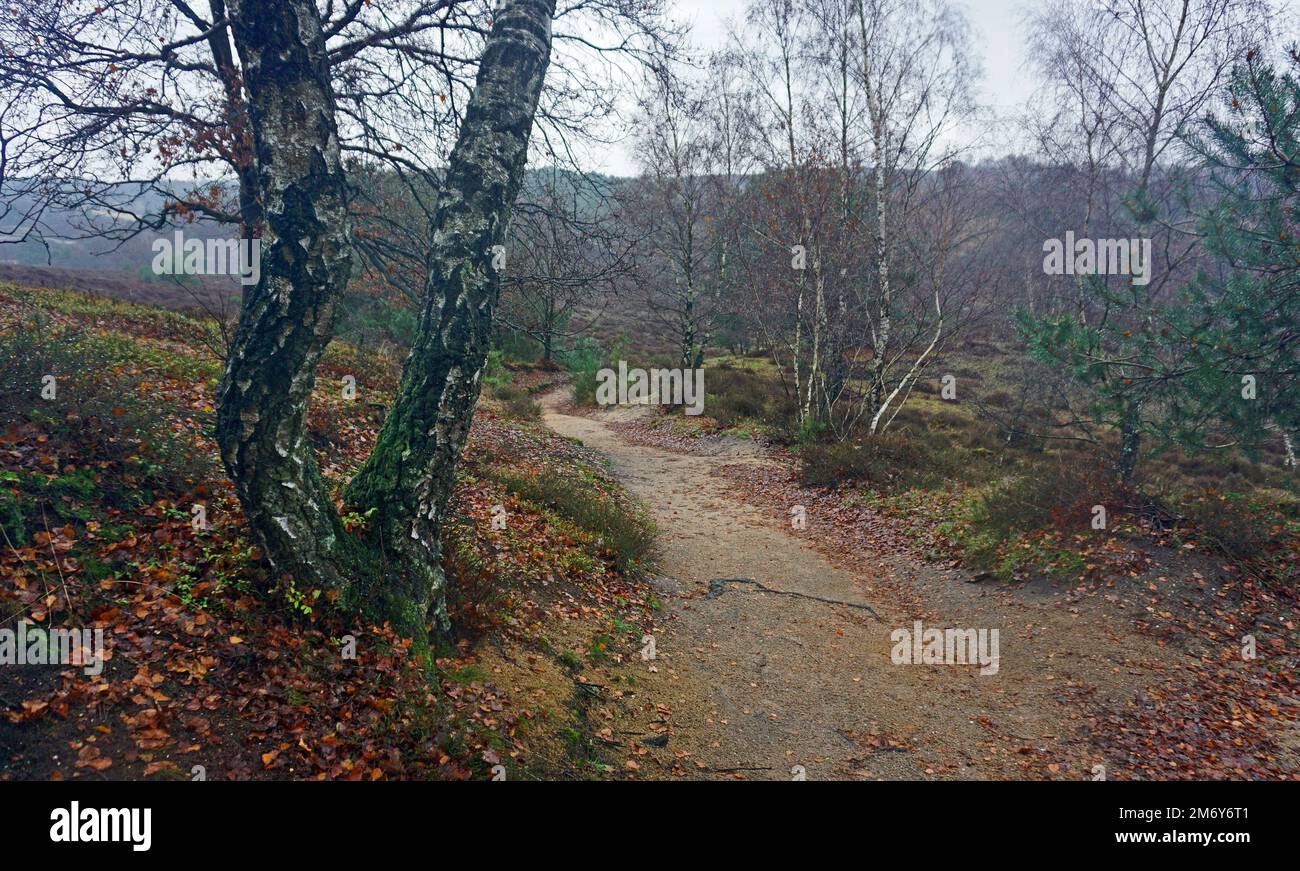 A wet sandy path, brown heath, a birch tree. The Posbank in the ...