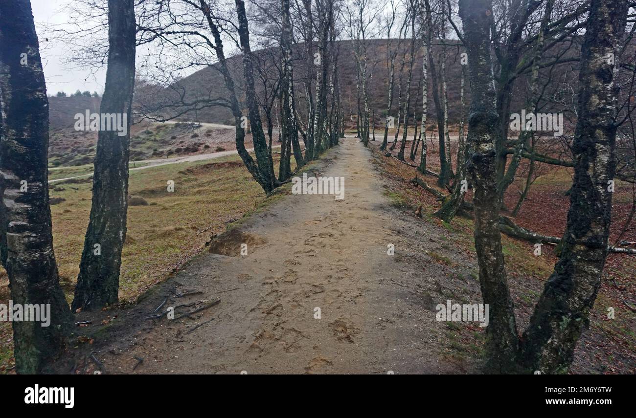 An elevated path on a rainy day in a nature area in the Netherlands ...