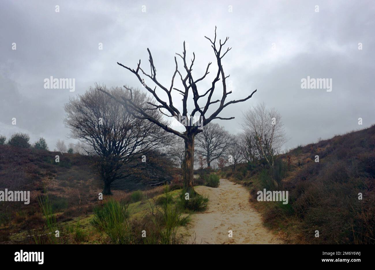 A mud path, brown heath, a dead tree. A menacing sky. The Posbank in ...