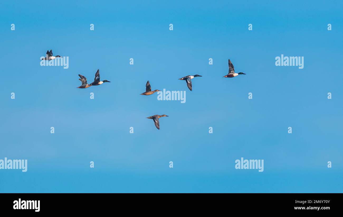 Northern Shoveler, Spatula clypeata, birds in flight, Devon, England ...