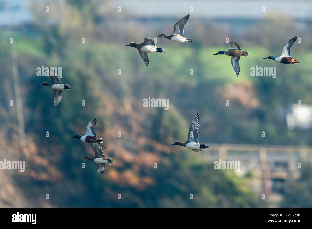 Northern Shoveler, Spatula clypeata and Eurasian Wigeon, Mareca ...