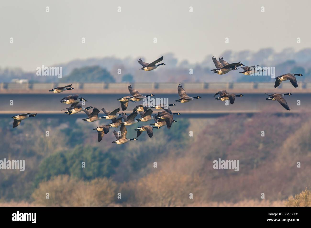 Canada Goose, Branta canadensis - Canada Geese in flight Stock Photo ...