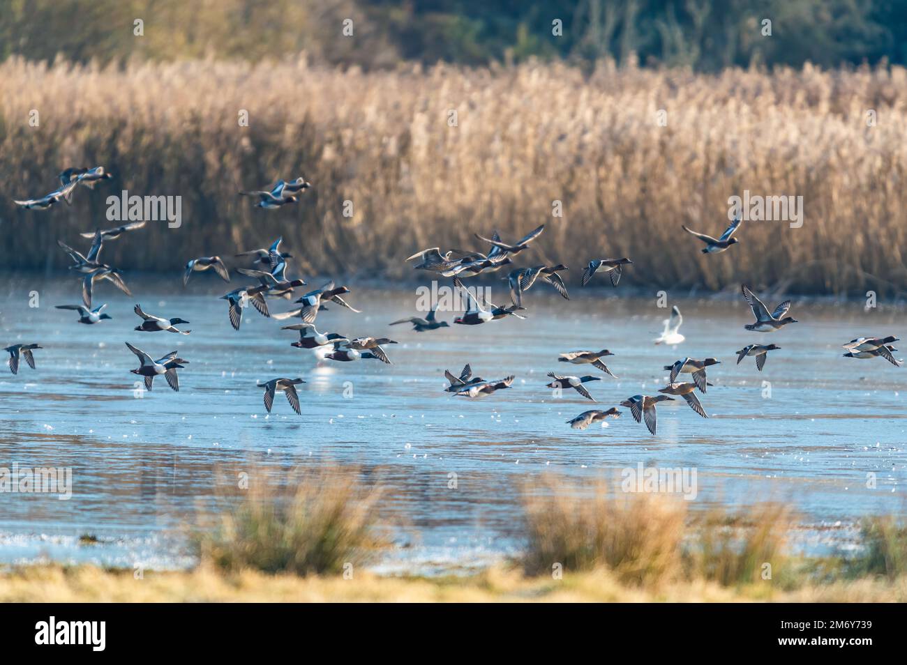 Northern Shoveler, Spatula clypeata, Northern Pintail, Anas acuta and ...