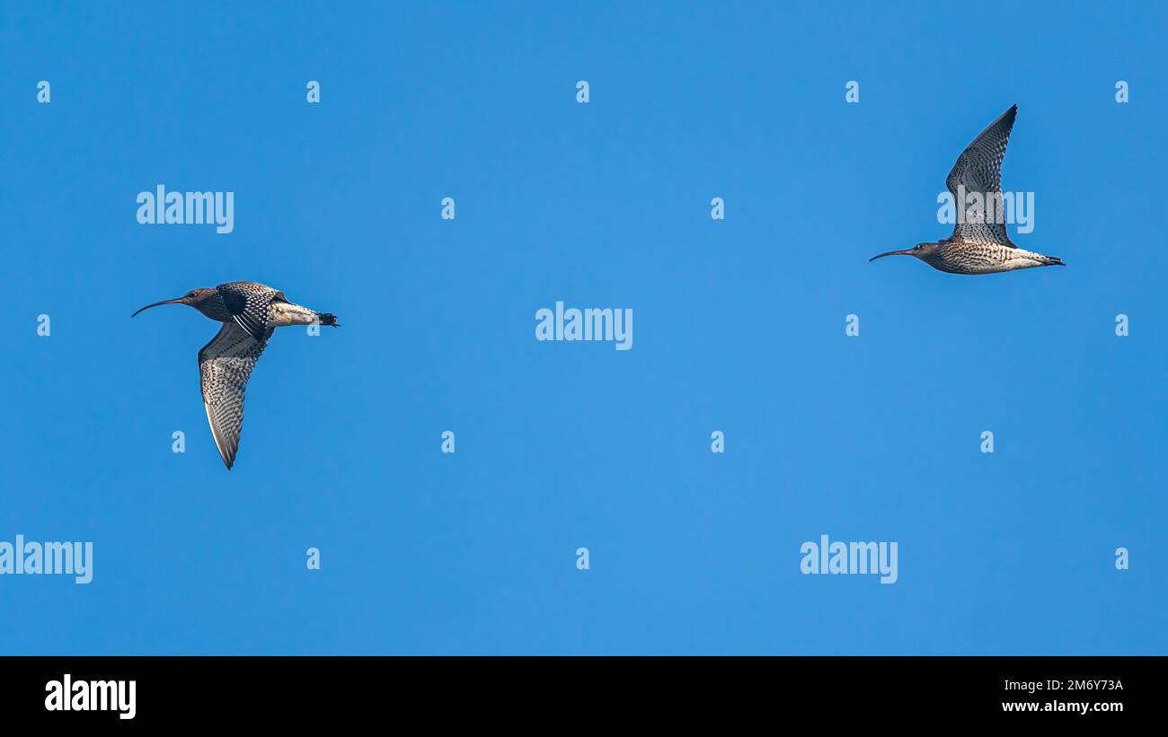Eurasian Curlew or Common Curlew, Numenius arquata in a flight on blue ...