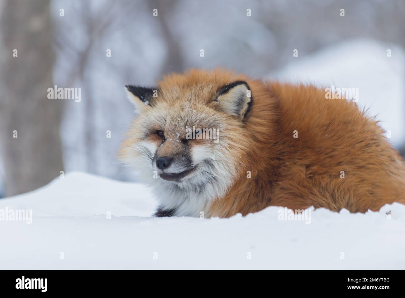 Fox and Snow Stock Photo - Alamy