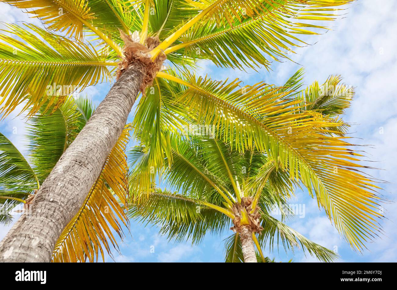 Coconut palm trees bottom view hi-res stock photography and images - Alamy