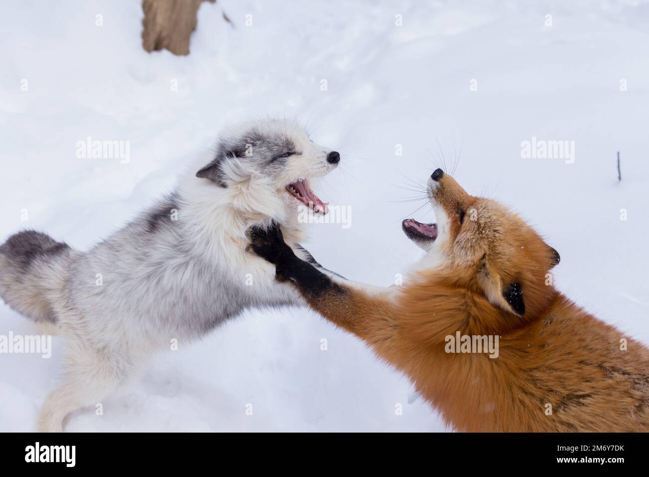 Fox and Snow Stock Photo - Alamy